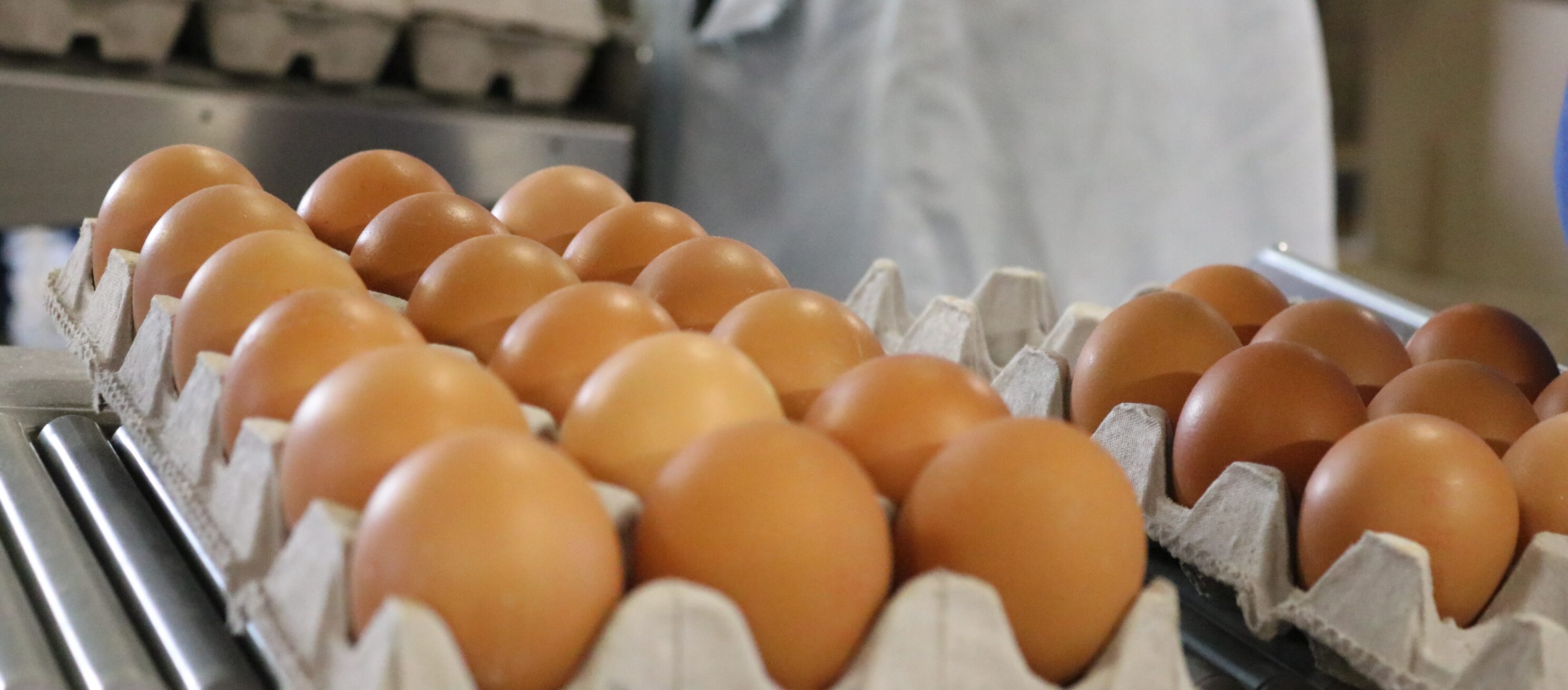 Case Study: Daybreak Eggs (Dagbreek Eiers) - Velixo